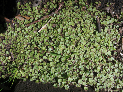 Variety Hydrocotyle moschata parvifolia · iNaturalist