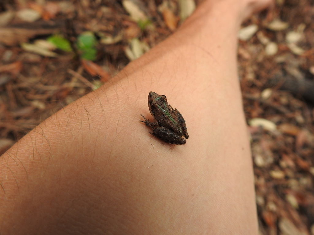 Southern Cricket Frog in March 2020 by Eric Blomberg · iNaturalist