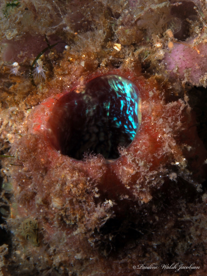 Giant Tunicate from Riviera Beach, FL, USA on October 14, 2021 at 05:01 ...