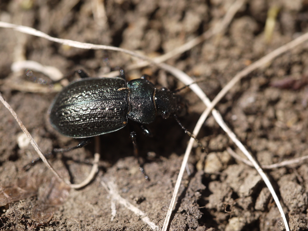 Calosoma cancellatum in September 2018 by u_phantasticus. Had a green ...