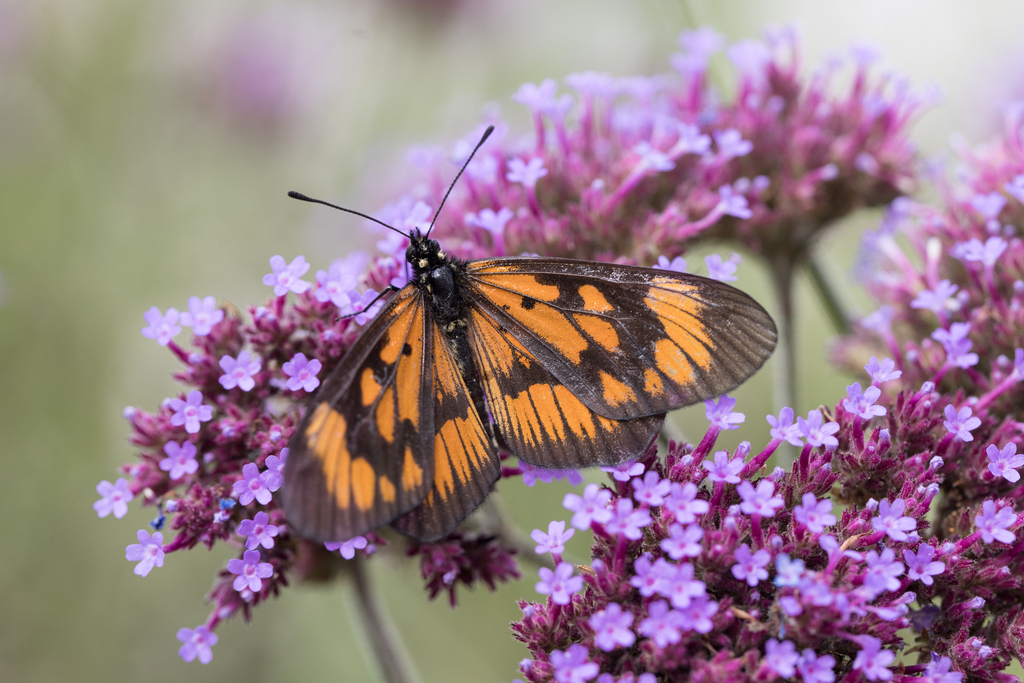 Actinote surima from Santa Maria, RS, Brasil on November 14, 2022 at 03 ...