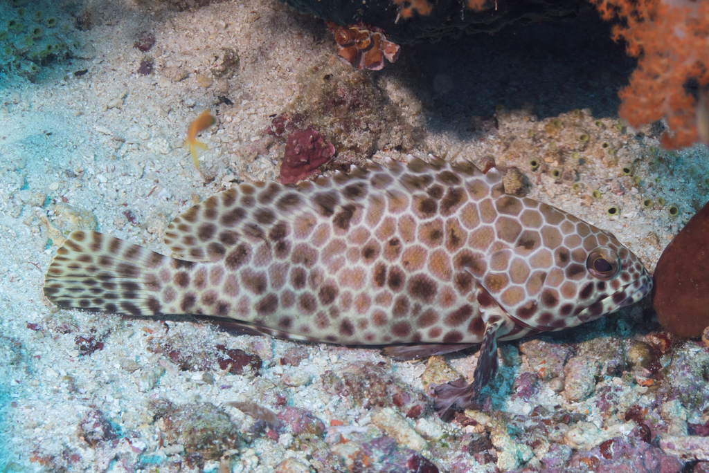 Longfin Rockcod (Heron Island Fish) · iNaturalist
