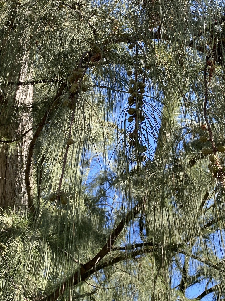 Beach Sheoak from Kawaihapai Airfield, Waialua, HI, US on November 14 ...