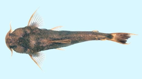 Caldas Climbing Catfish (Astroblepus trifasciatus) · iNaturalist