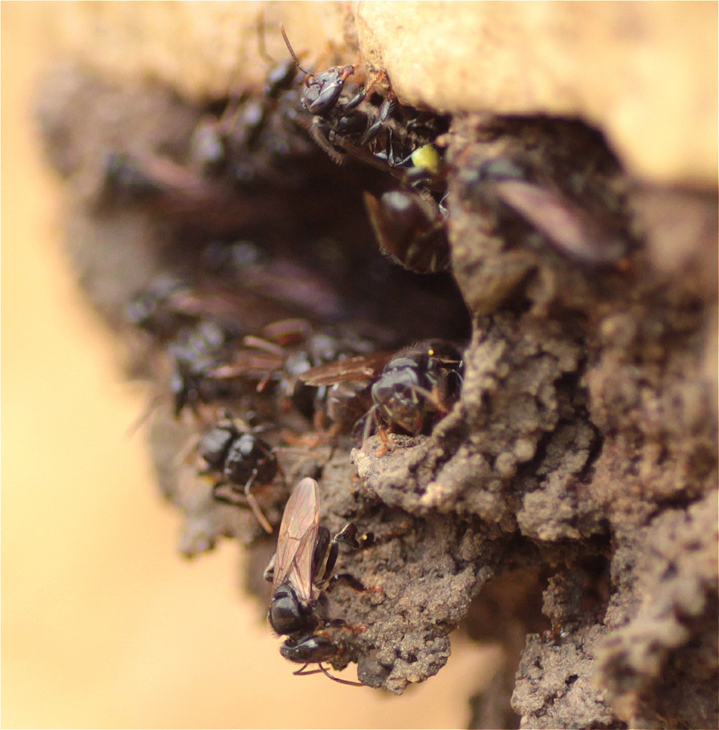 Partamona from Villa de Leyva, Boyacá, Kolumbien on November 6, 2022 at ...