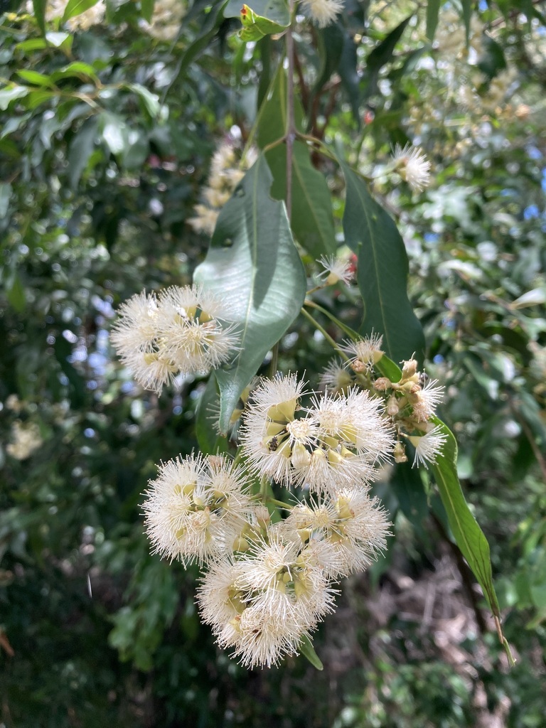 weeping lilli pilli from Eureka QLD 4660, Australia on November 14 ...