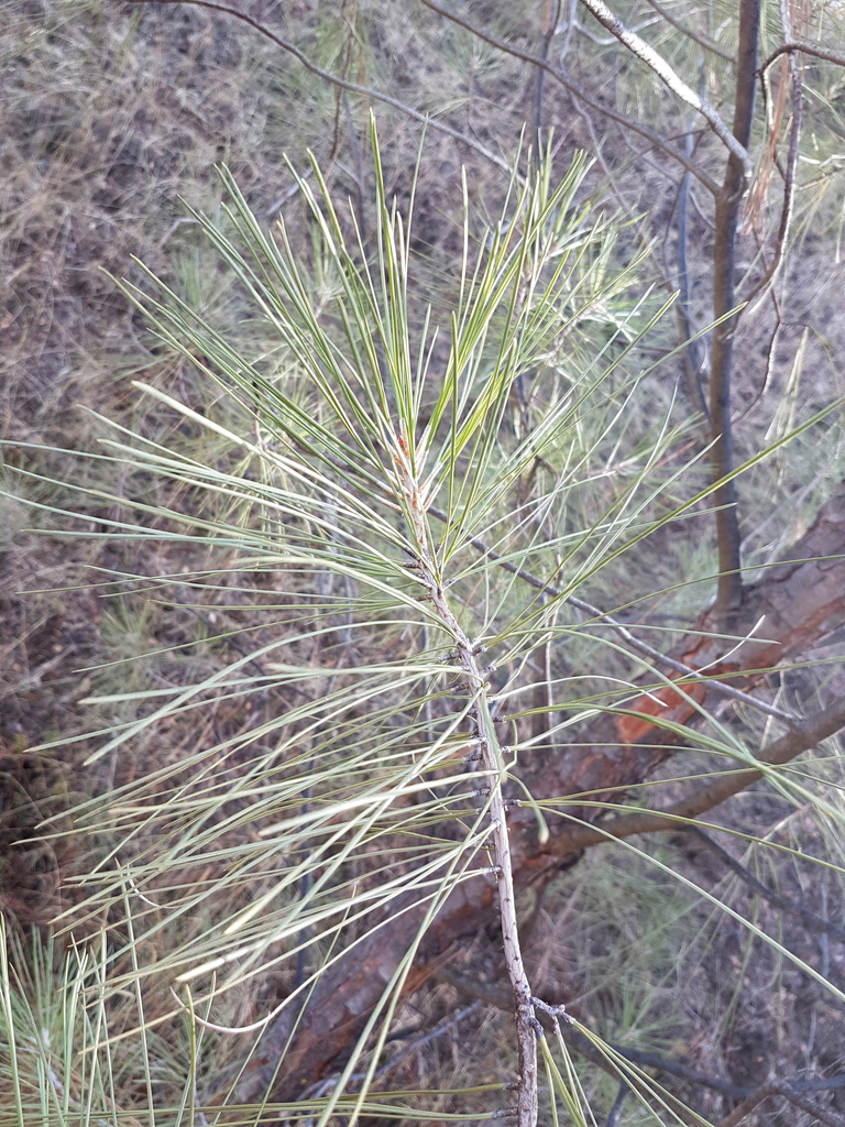 gray pine (Pinus sabiniana) - Botanical Realm
