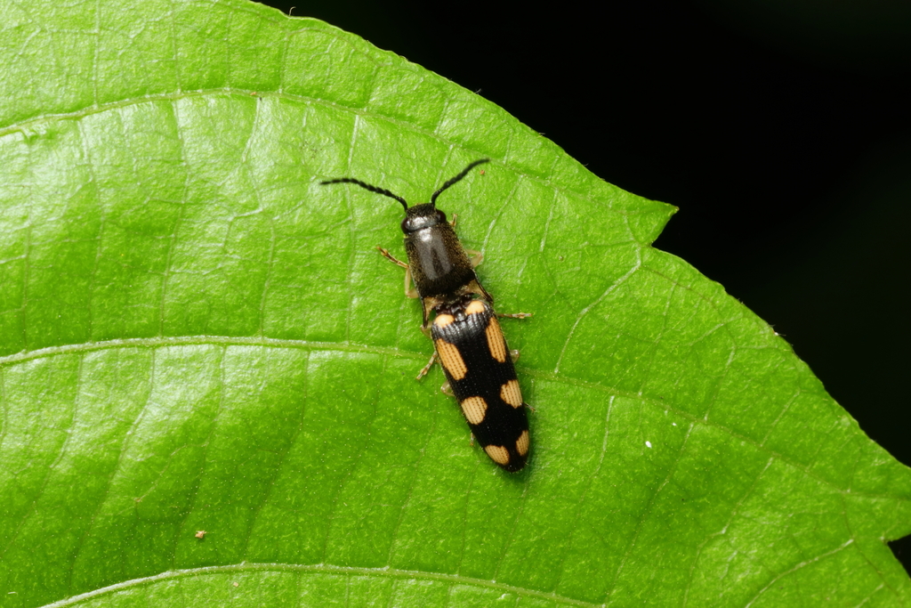Aeolus octoguttatus from Sítio Barrocada, São Paulo - SP, Brasil on ...