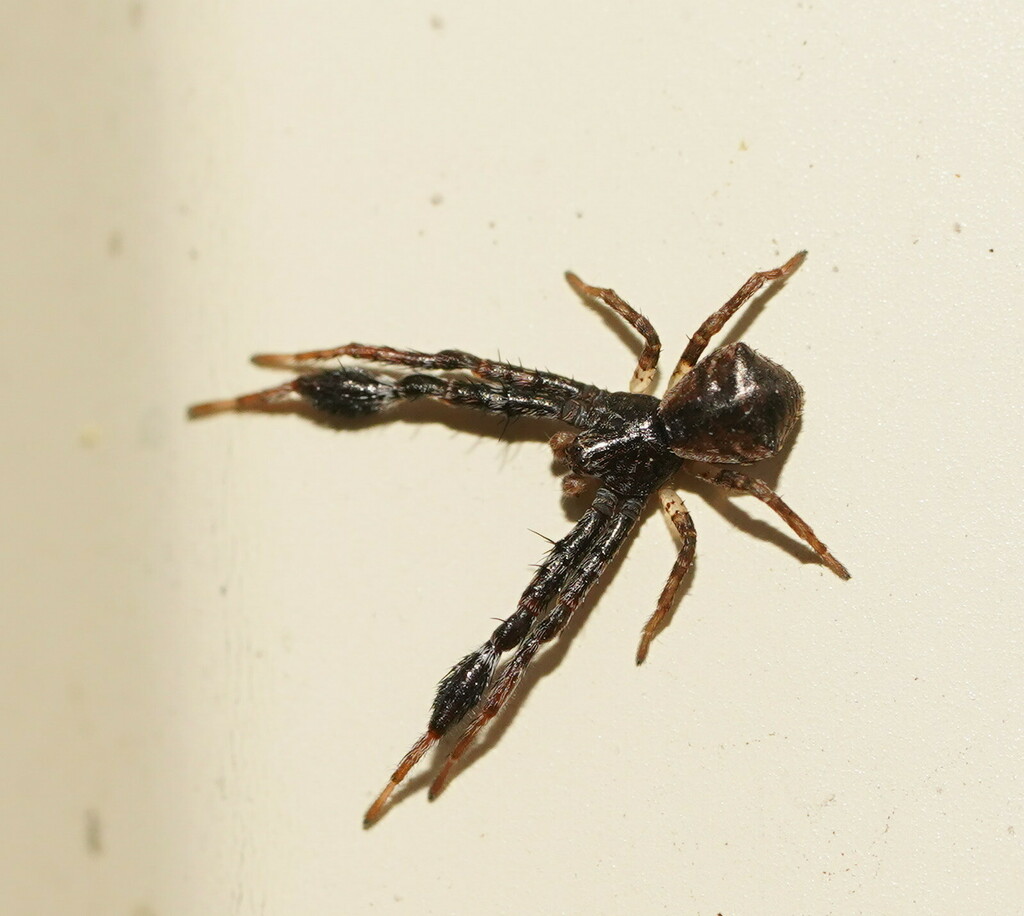 Bearded-legs Crab Spider from Monbulk VIC 3793, Australia on November ...
