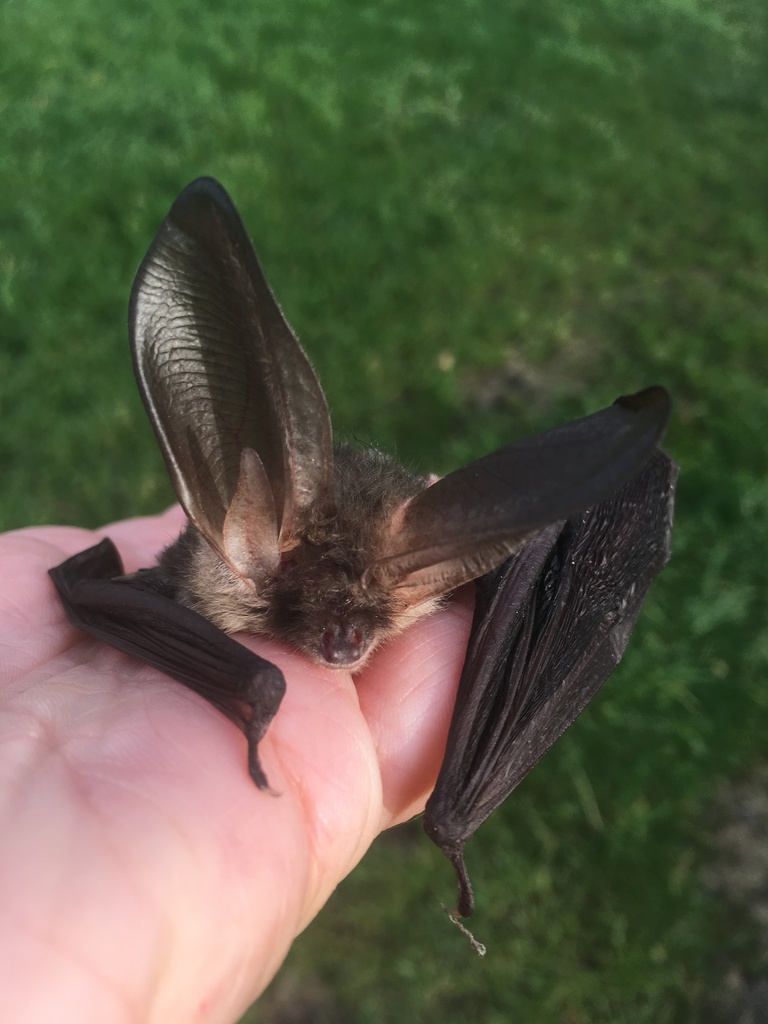 Brown Big-eared Bat from Rimrose Valley Country Park, Liverpool ...