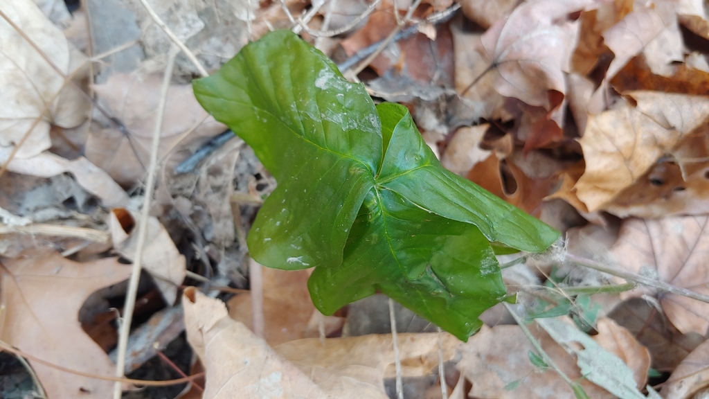 Jack-in-the-Pulpit in November 2022 by Ryan Sorrells · iNaturalist