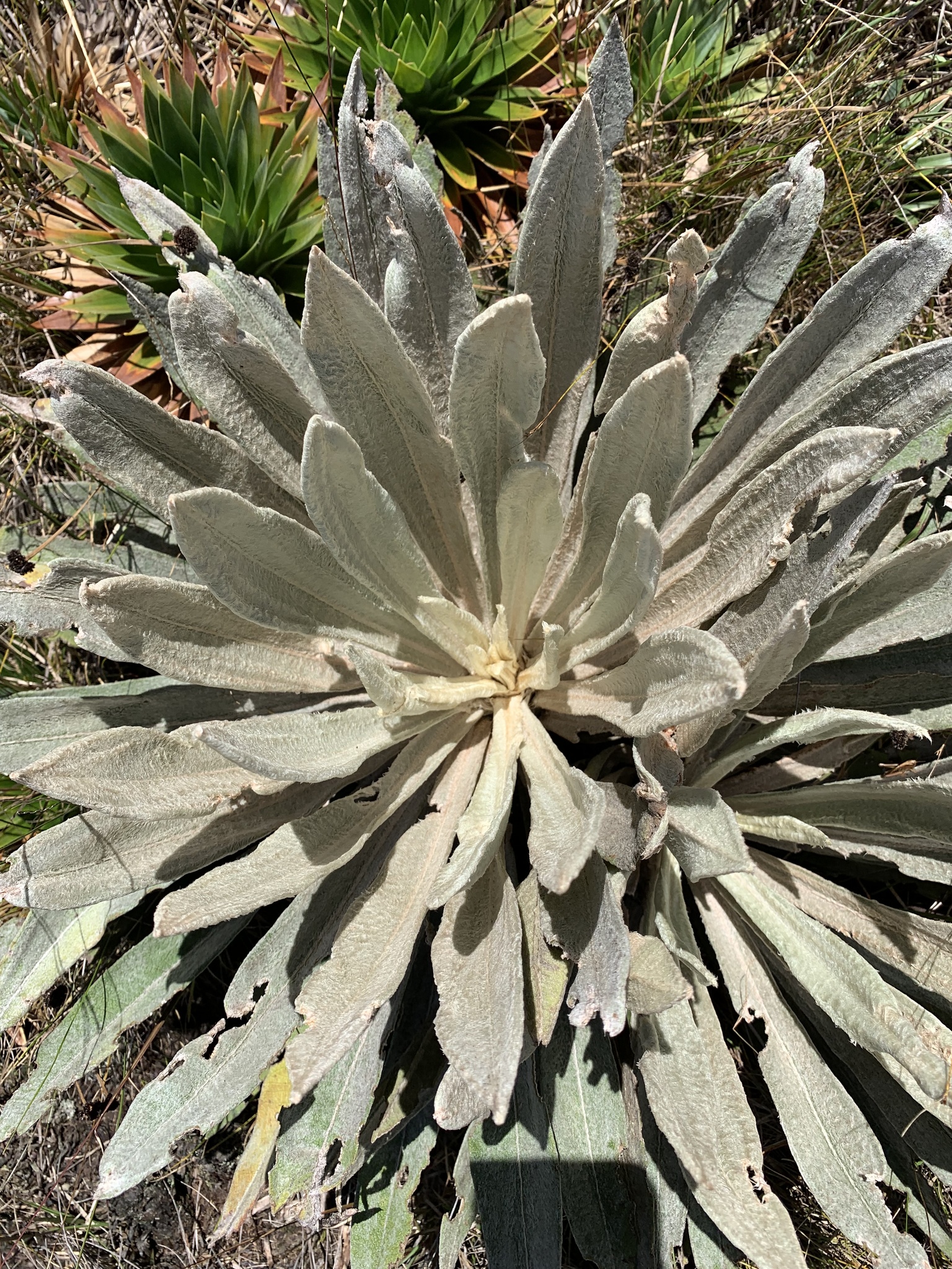 Espeletia occidentalis A.C.Sm.