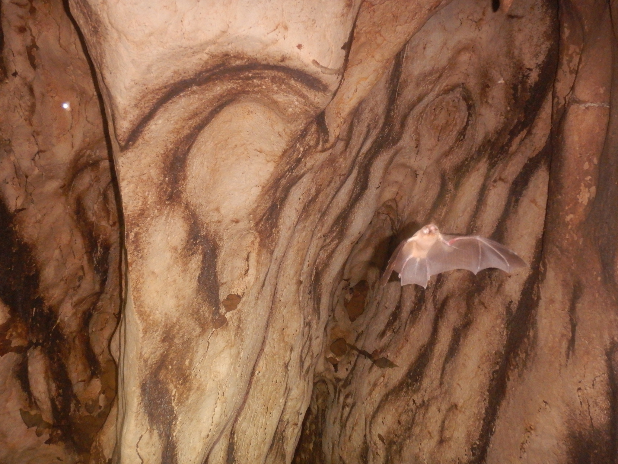 Mormoops megalophylla (Peters, 1864)