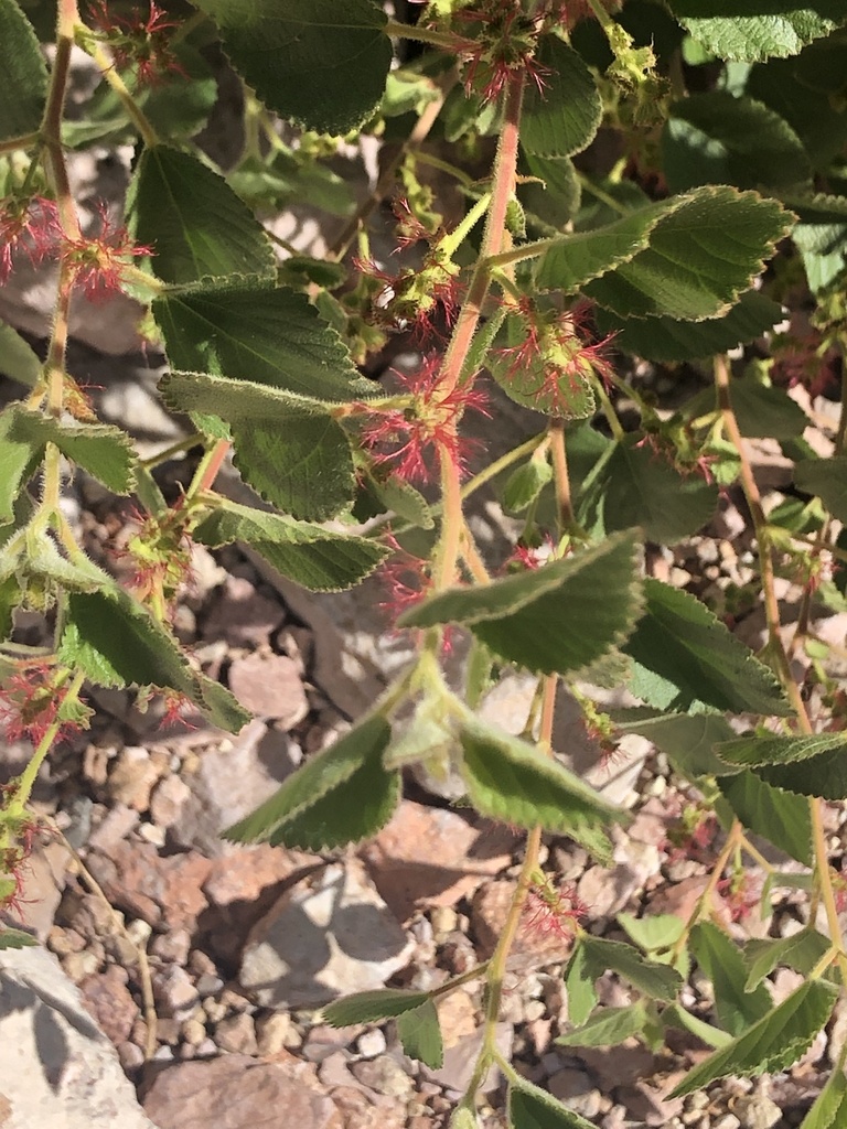 California Copperleaf from Organ Pipe Cactus National Monument, Ajo, AZ ...