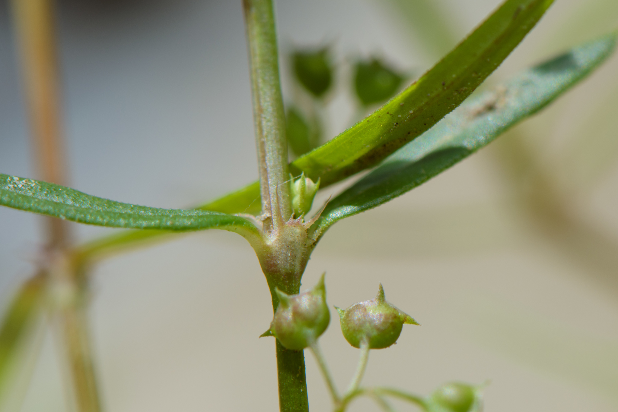 Scleromitrion diffusum (Willd.) R.J.Wang