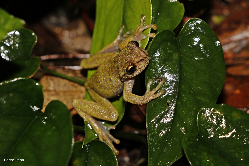 Guatemala Spikethumb Frog in August 2018 by Carlos E. Juárez-Peña ...