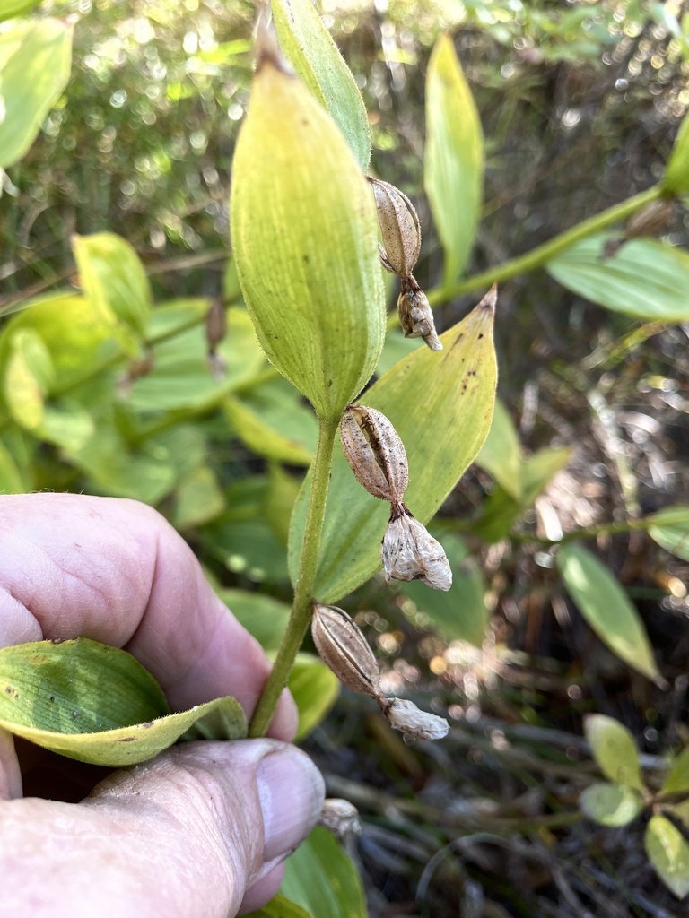 California Lady's Slipper in November 2022 by Roger Raiche · iNaturalist