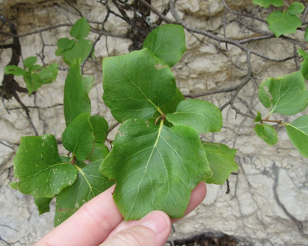 Sycamore-leaf Snowbell from Somervell County, TX, USA on September 02 ...