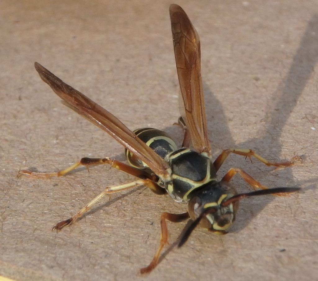Dark Paper Wasp from Winnebago County, IL, USA on November 14, 2022 at ...