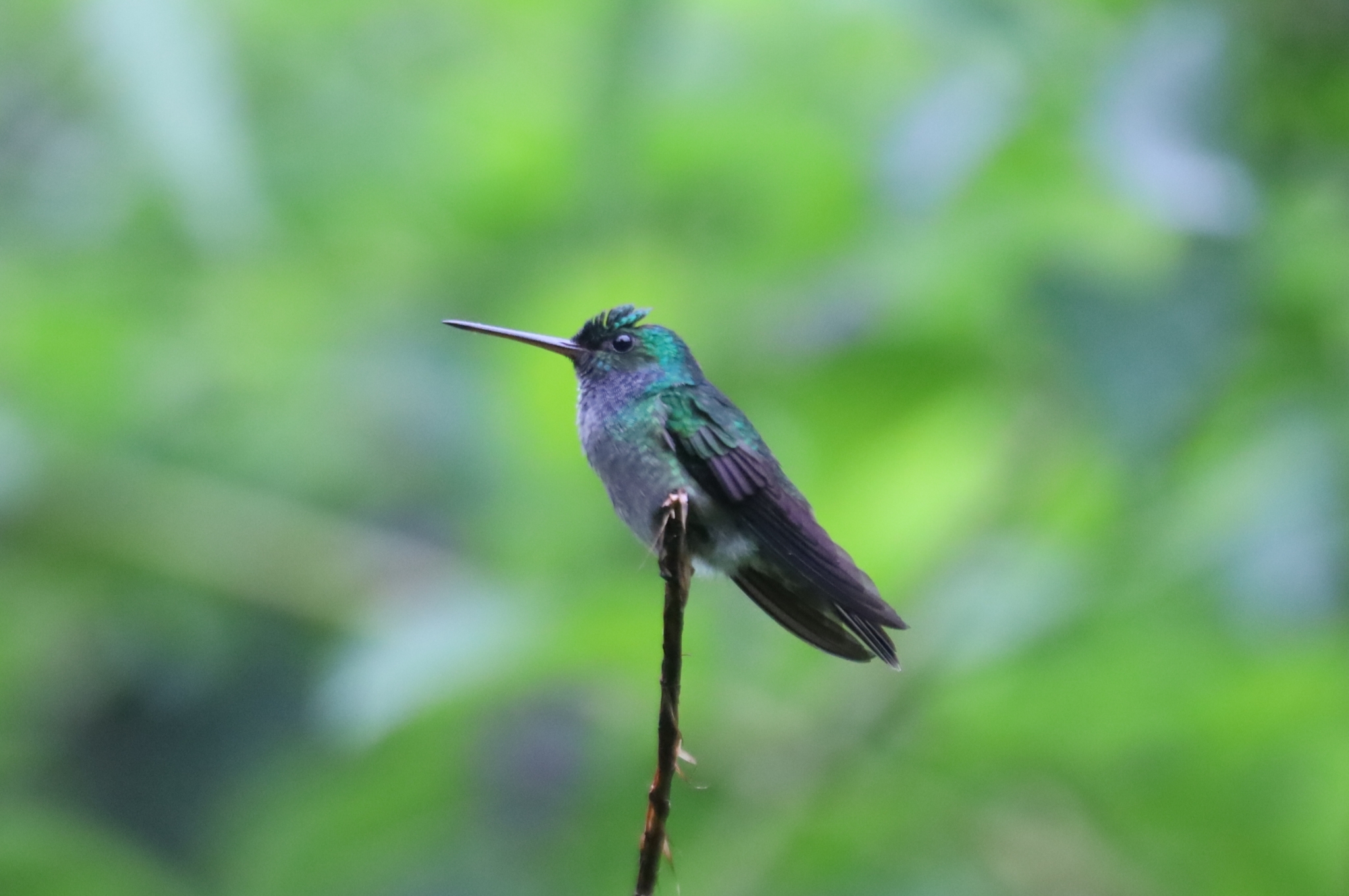 Polyerata decora Salvin, 1891