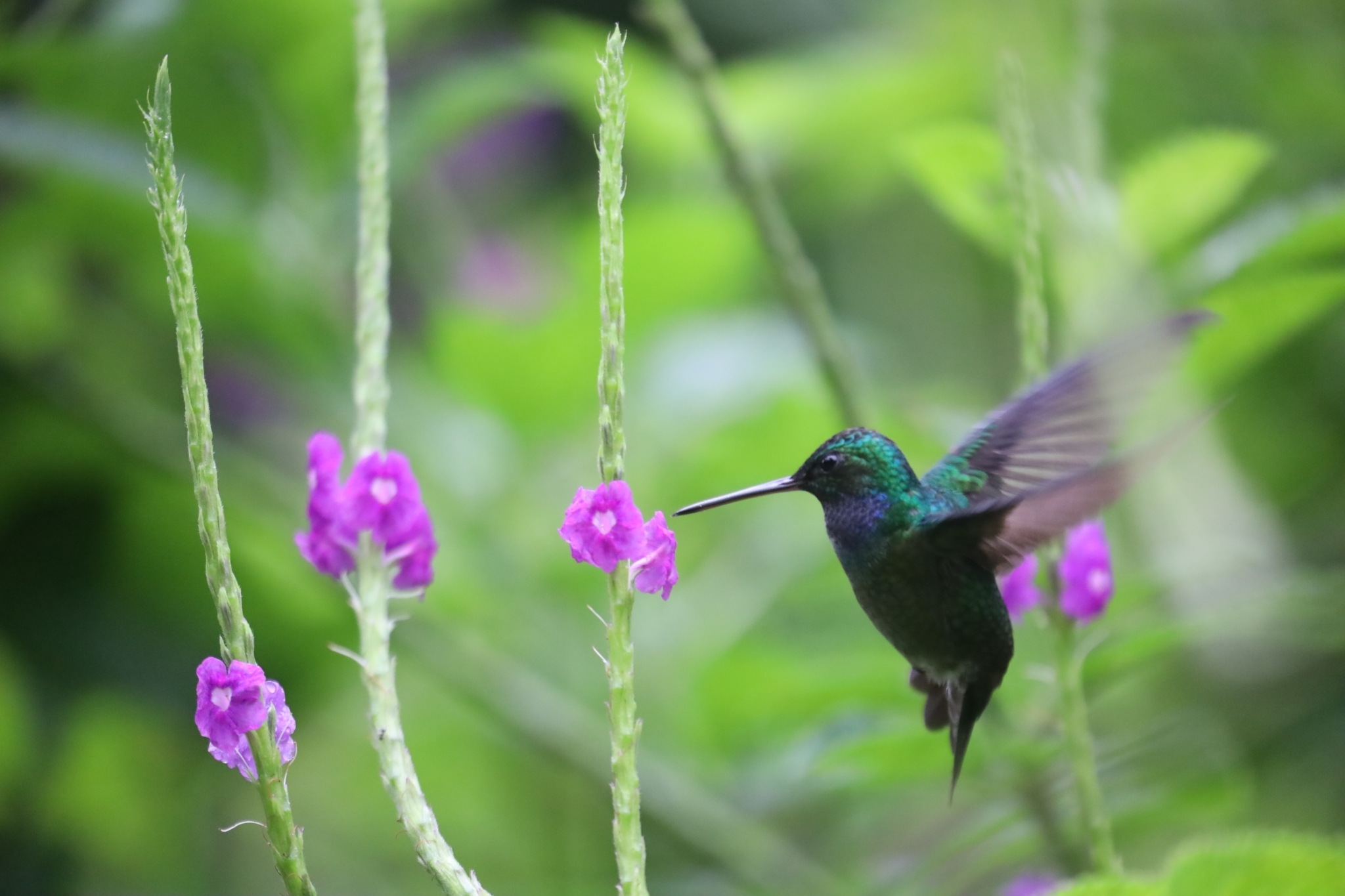 Polyerata decora Salvin, 1891