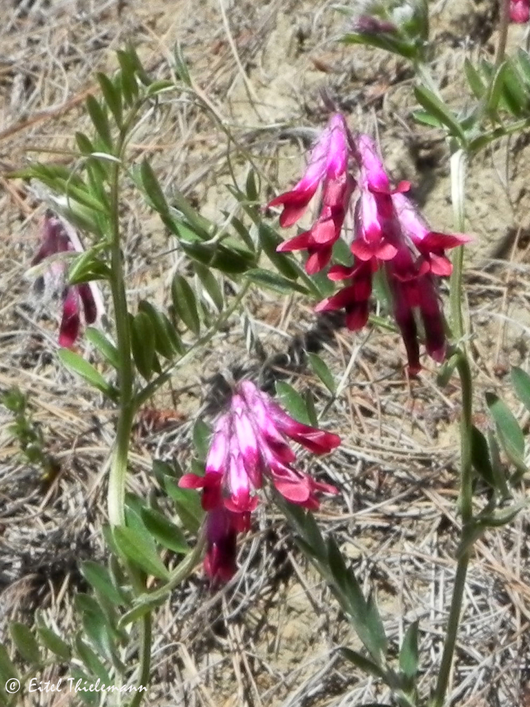 Vetches from Concepcion, Bío Bío, Chile on October 29, 2022 at 08:28 PM ...