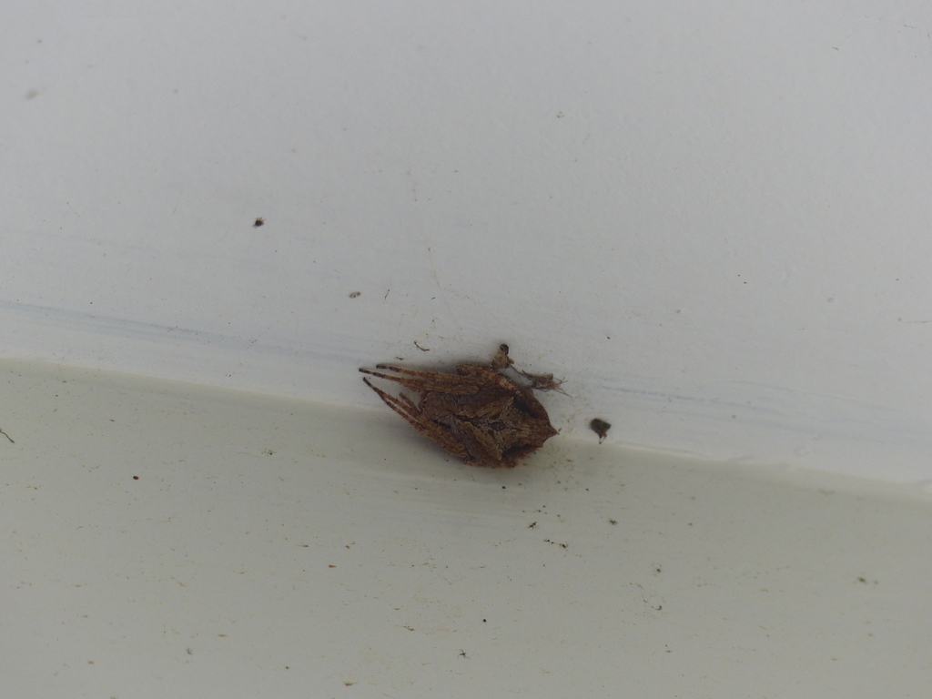 Socca in November 2022 by matthewlh · iNaturalist