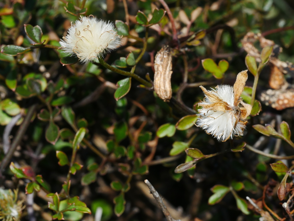 Clematis foetida from Wainuiomata Coast 5373, New Zealand on November 8 ...