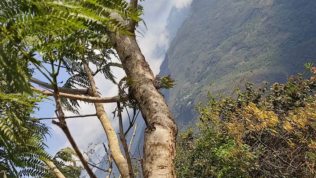 Numberwings from Sud Yungas, La Paz, Bolivia on October 29, 2022 at 08: ...