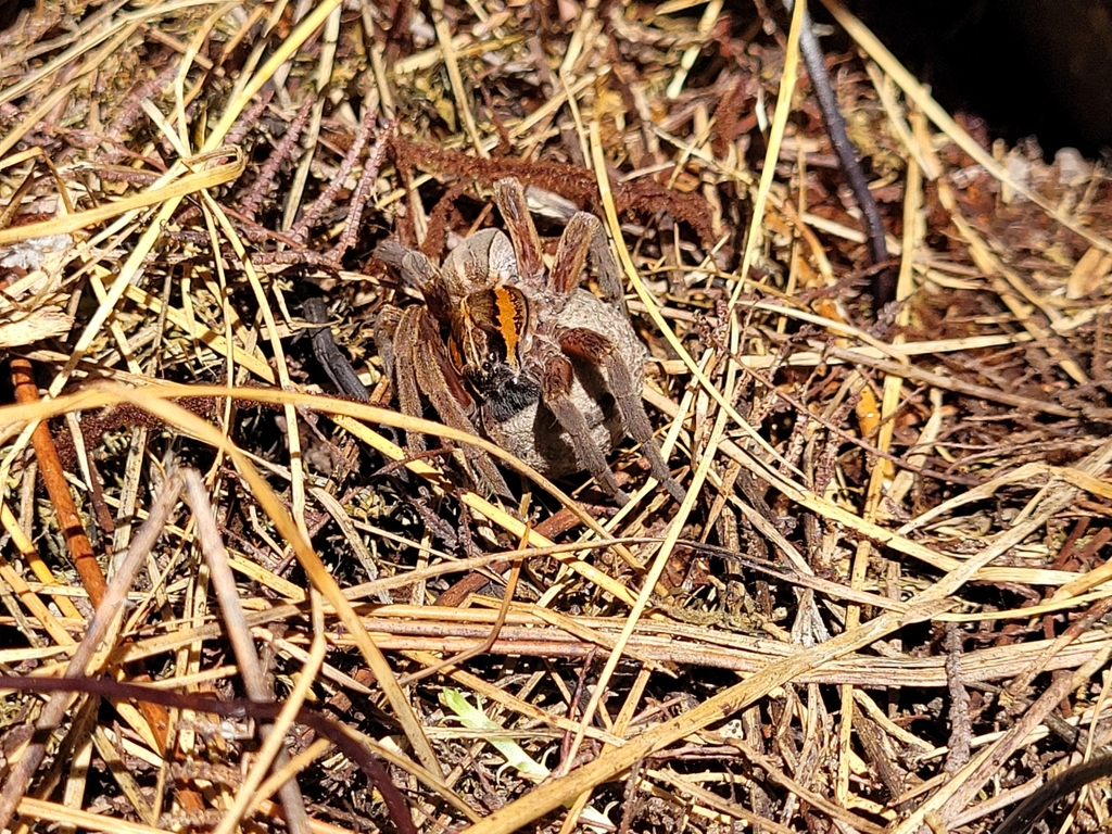 Nurseryweb spider from Ōkārito 7886, New Zealand on November 14, 2022 ...