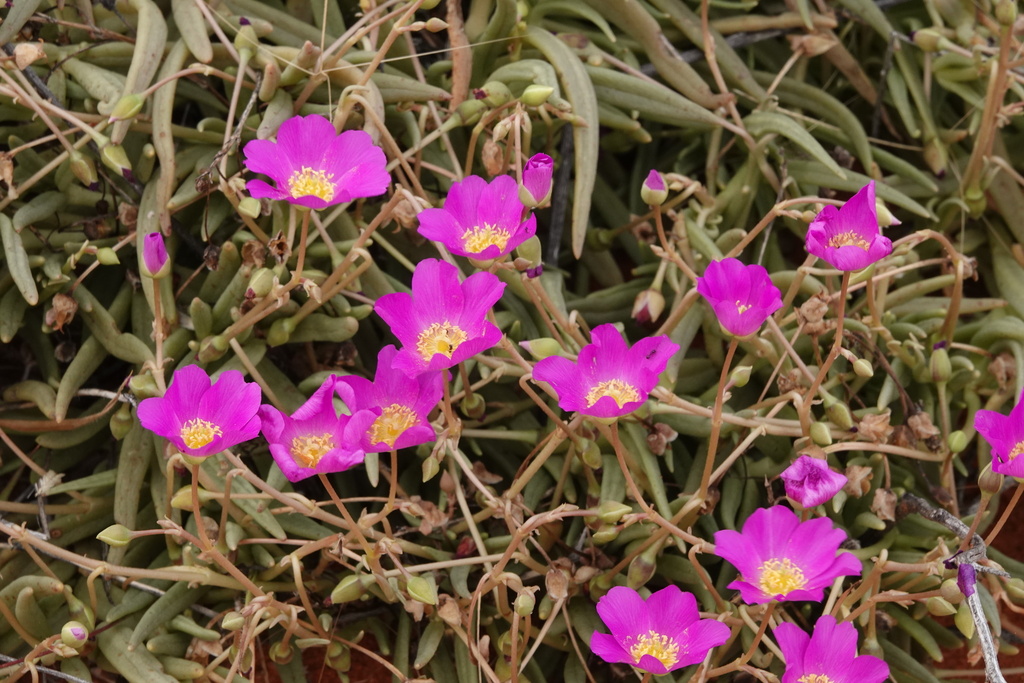 Parakeelya from Innamincka SA 5731, Australia on August 03, 2022 at 11: ...