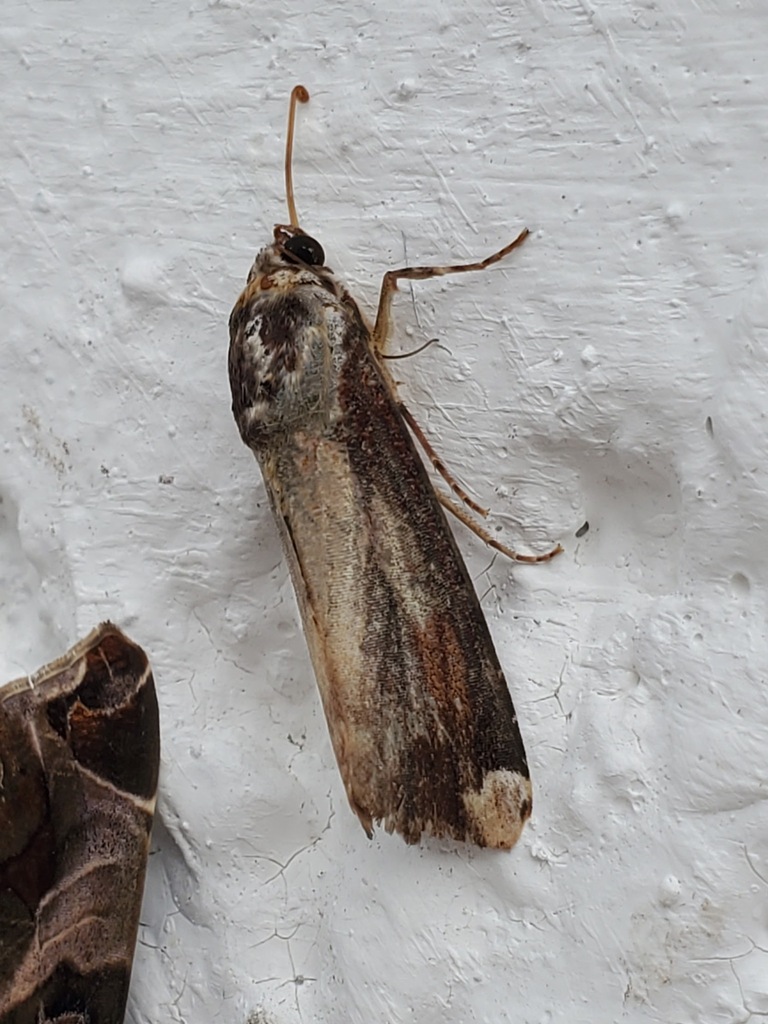Magusa from San Cristóbal de las Casas, Chiapas, Mexico on October 26 ...