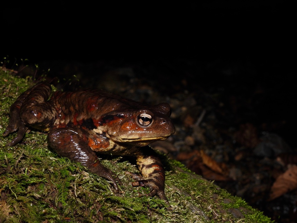 Japanese Stream Toad from 日本、〒520-0475 滋賀県大津市葛川坊村町 on October 30, 2022 ...