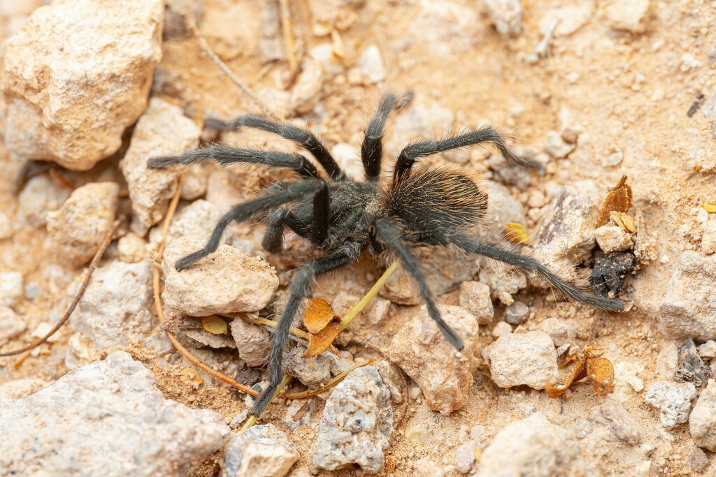 Paloma Dwarf Tarantula from Pima County, AZ, USA on November 12, 2022 ...