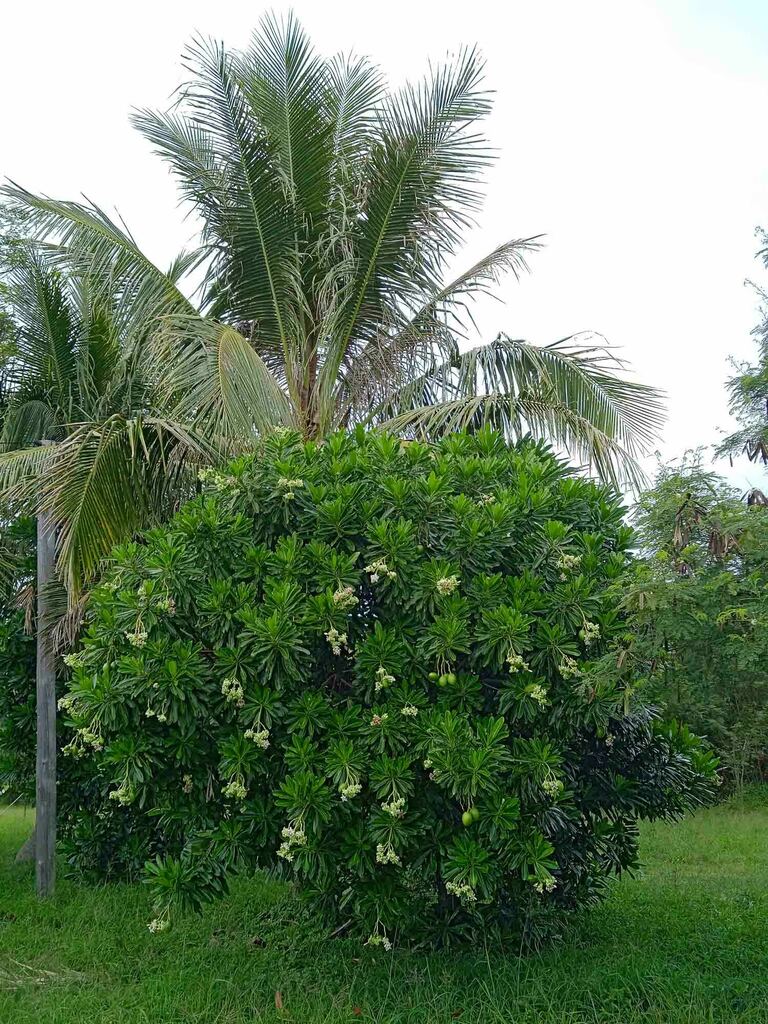 Grey Milkwood from Pouembout, Nord, New Caledonia on September 9, 2022 ...