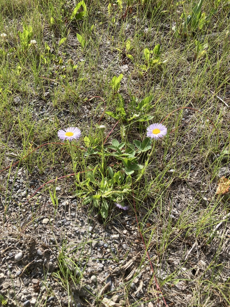 Smooth fleabane from Kananaskis, AB T0L, Canada on July 12, 2022 at 09: ...