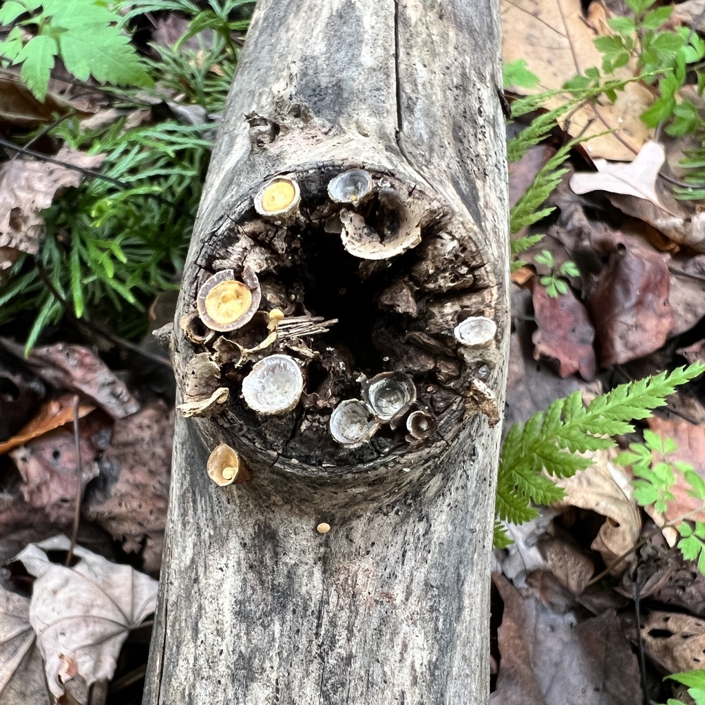 Crucibulum from Lawrence County, PA, USA on November 13, 2022 at 02:13 ...