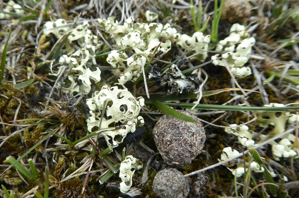 Resurrection Lichen from Middlemarch, New Zealand on November 08, 2022 ...