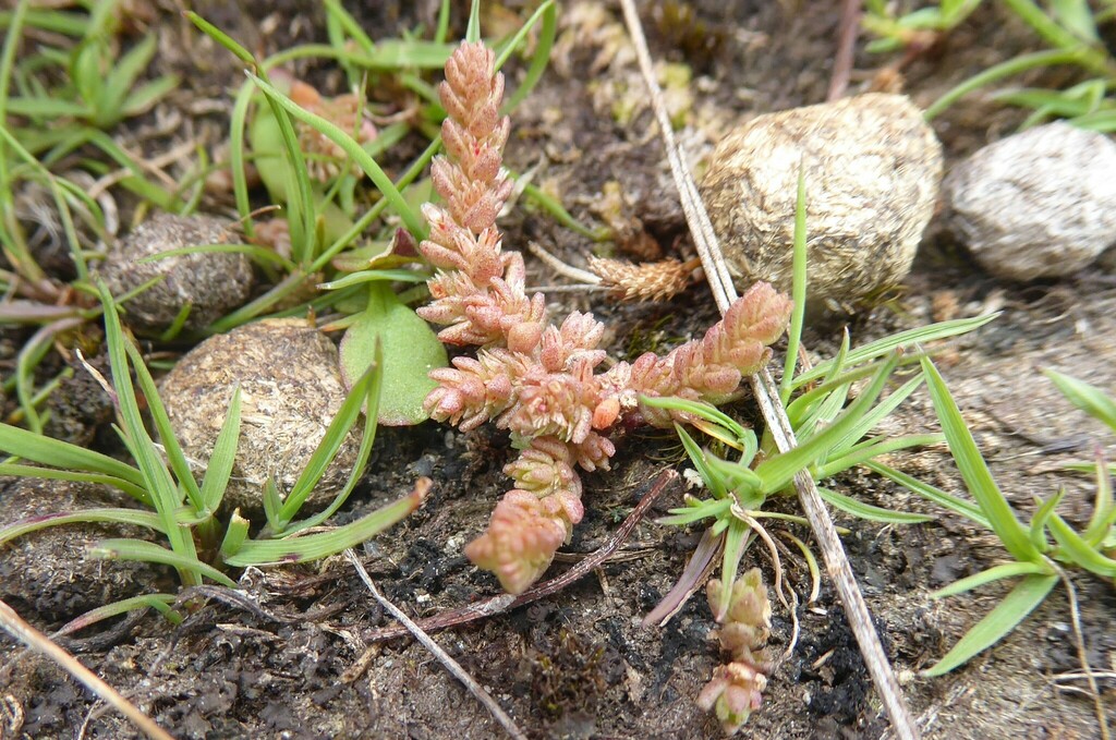 Crassula colligata from Middlemarch, New Zealand on November 08, 2022 ...