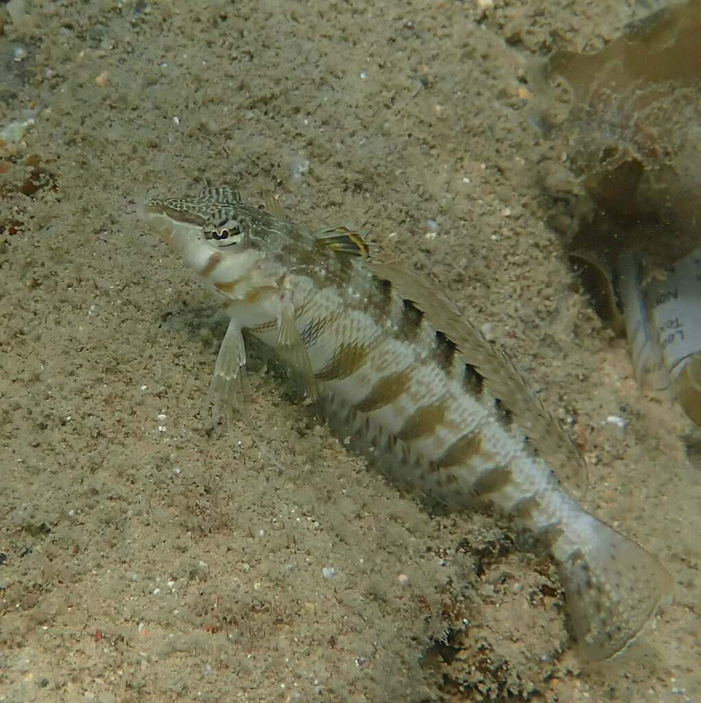 Southern Grubfish (Parapercis australis) - Marine Life Identification