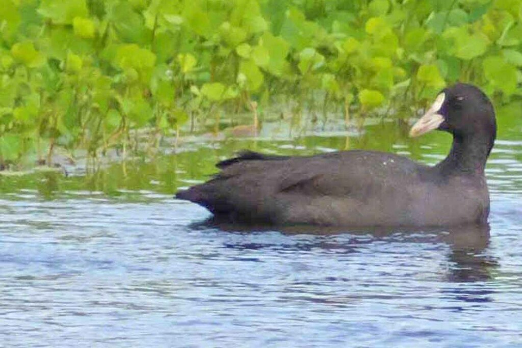 Eurasian Coot from Kin, Kunigami District, Okinawa 904-1201, Japan on ...