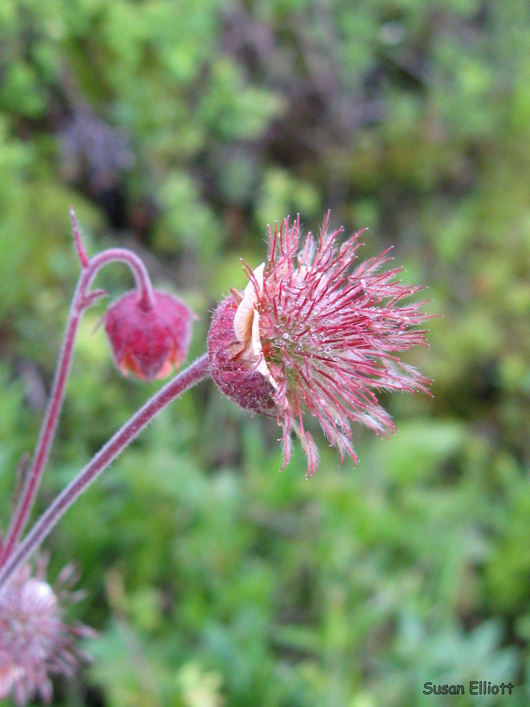 Water Avens from Lefferts Pond, Chittenden, Vermont on June 10, 2009 by ...