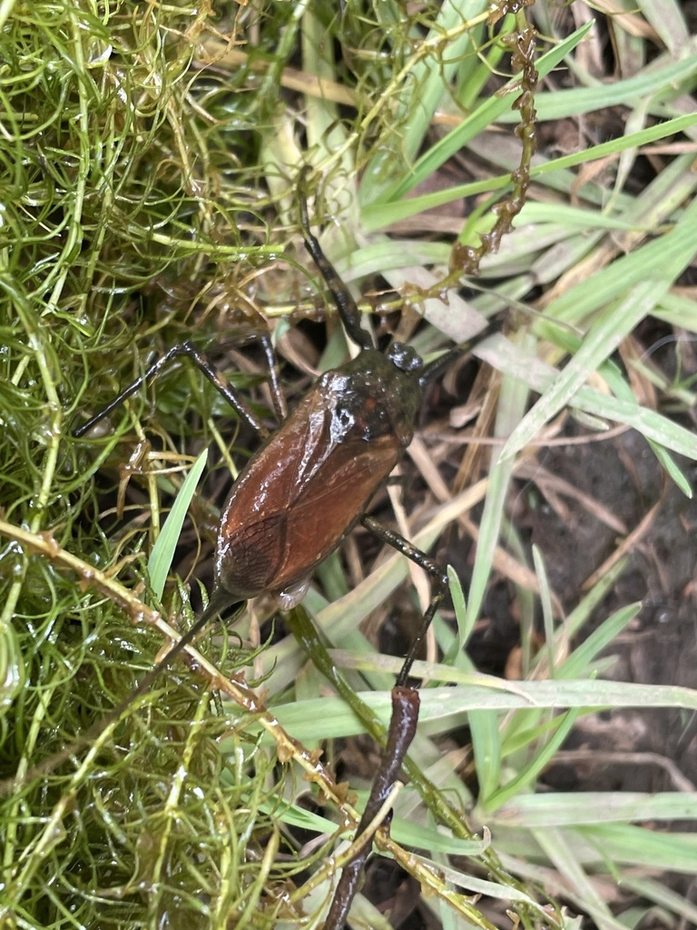 Laccotrephes from Kiranyi Avenue, Arusha, Arusha, TZ on November 13 ...