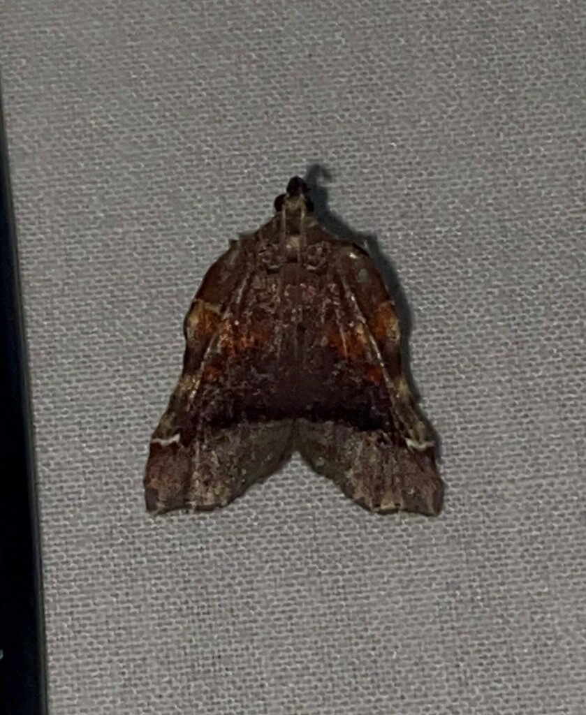 Trumpet Vine Moth from Along Ijams Branch, off of Co. Rd. 275 ...