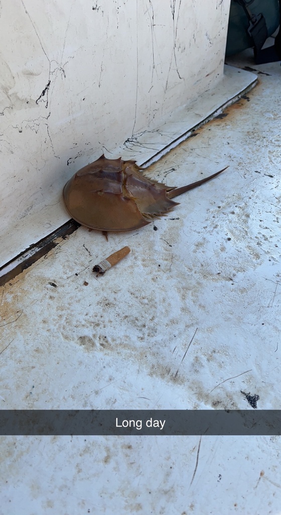 Atlantic Horseshoe Crab from North Atlantic Ocean, NC, US on October 10 ...