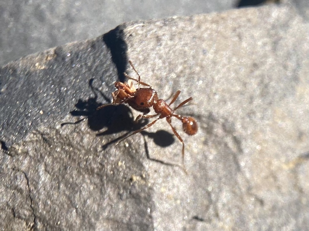 Typical American Harvester Ants from Topanga State Park, Los Angeles ...
