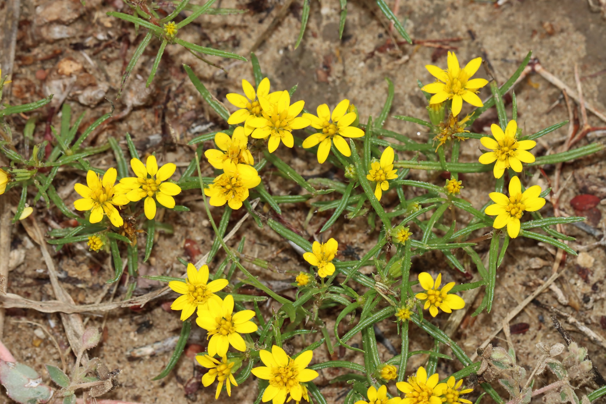 Pectis angustifolia Torr.