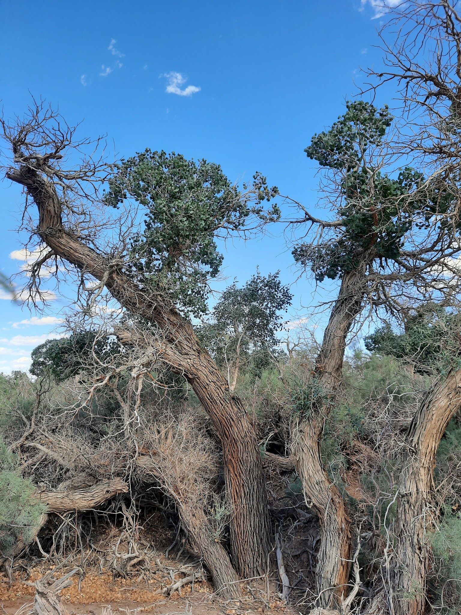 Populus euphratica Olivier