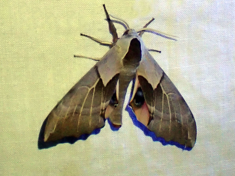 Salicet Sphinx from Santa Cruz County, AZ, USA on August 28, 2018 at 07 ...