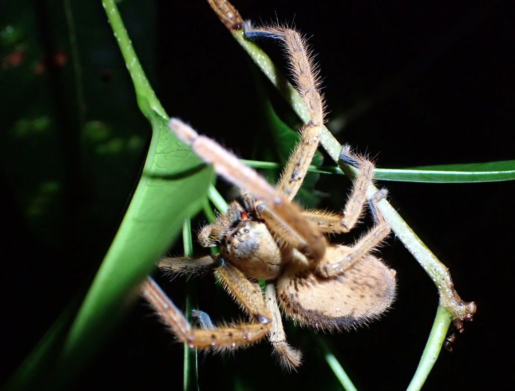 Fireback Huntsman Spider from Cairns QLD, Australia on February 4, 2022 ...